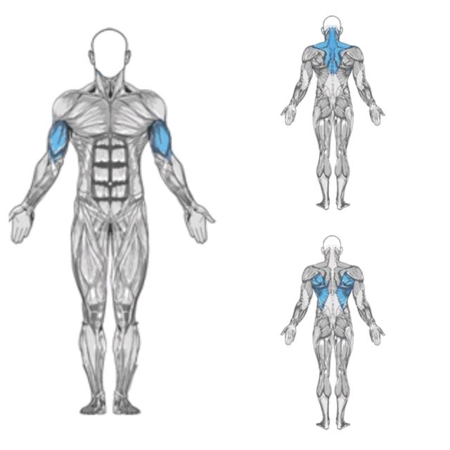 BACK, TRAPS & BICEPS - Free Full Body Workout by Randy C. - Skimble