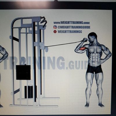 Behind back cable curls - 11.3kg by Alessandro Bertini - Exercise How ...