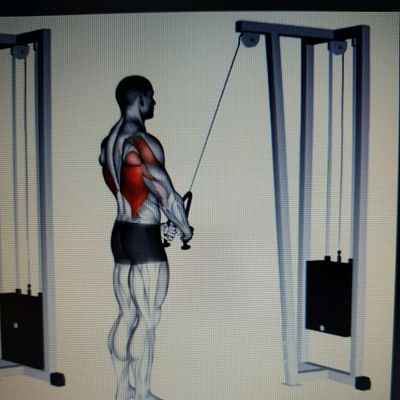 Behind back cable curls - 11.3kg by Alessandro Bertini - Exercise How ...
