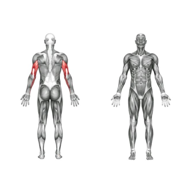 Triceps - Seated Extension by Saranyapong T. - Exercise How-to - Skimble