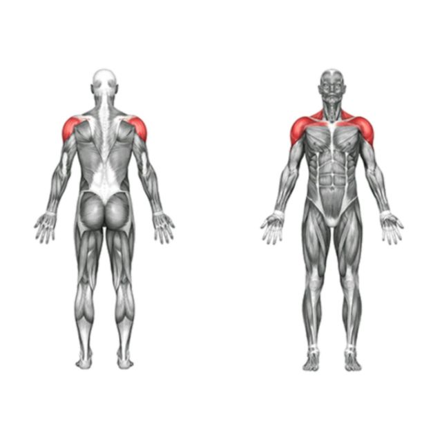 Shoulders - Low Pulley Front Raises by Saranyapong T. - Exercise How-to ...