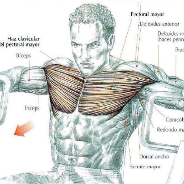 Press De Pecho En Máquina by Marco Paniagua Alfaro - Ejercicio Cómo ...