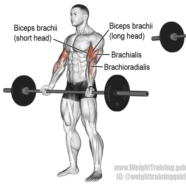Full Bicep Curl by Gordon Kennedy - Exercise How-to - Skimble