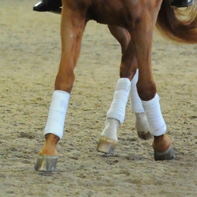 Prince Leg Yield by Mara G. - Exercise How-to - Skimble