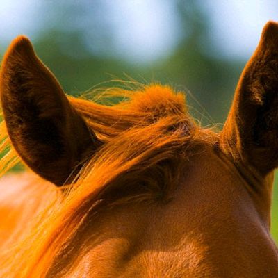 Prince Mini Walks by Mara G. - Exercise How-to - Skimble