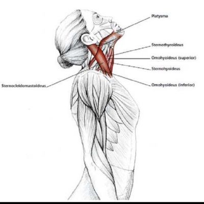 Right Diagonal Flexion Neck Stretch by Martin B. - Exercise How-to ...