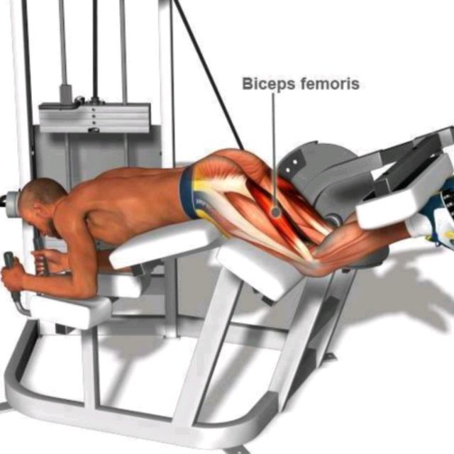 Leg Curl by Antonio Carola - Exercise How-to - Skimble