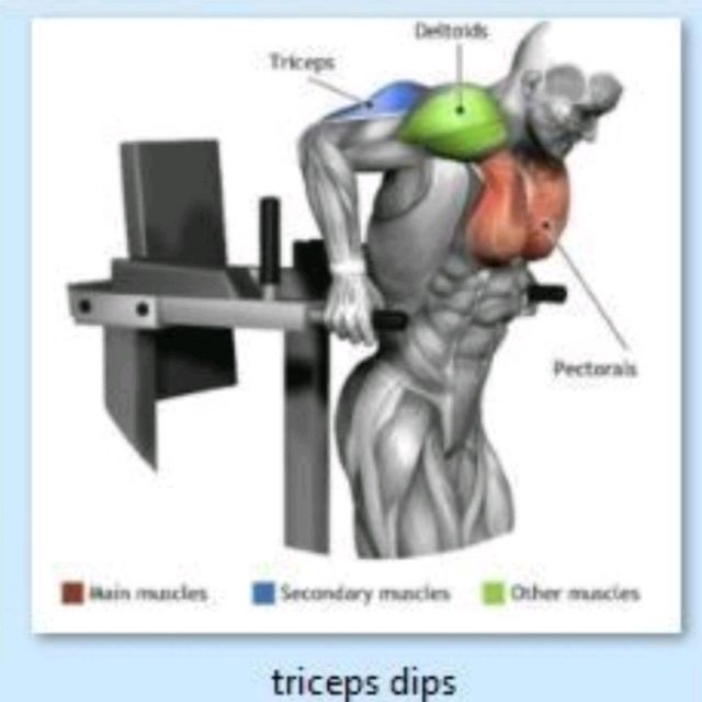 Triceps Dips by Ran P - Exercise How-to - Skimble Workout Trainer