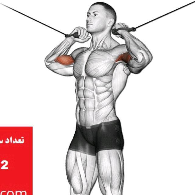Cable Biceps by Leila Norouzi - Exercise How-to - Skimble