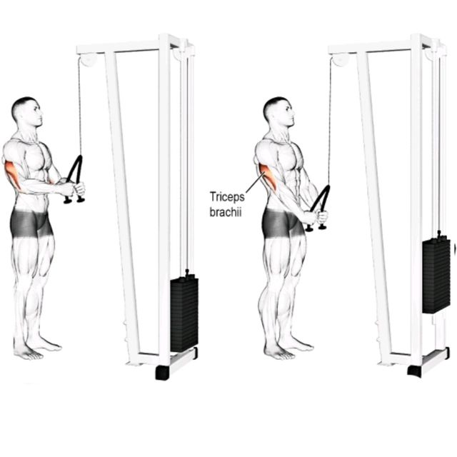 Triceps - standing rope push down by Anu K. - Exercise How-to - Skimble