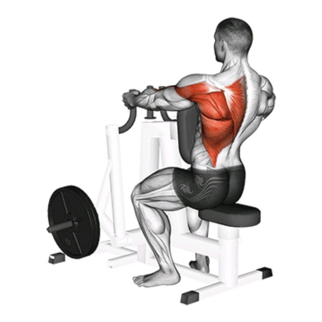Seated Row by Zsolt Dobroczki - Exercise How-to - Skimble