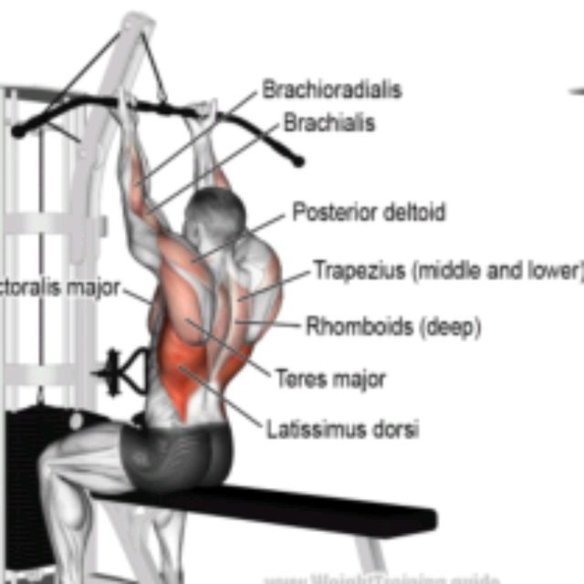 Reverse Narrow Grip Pulldowns by 𝔻𝕖𝕤𝕖𝕣𝕥 𝔽𝕠𝕩🦊 🌟 - Exercise How-to - Skimble