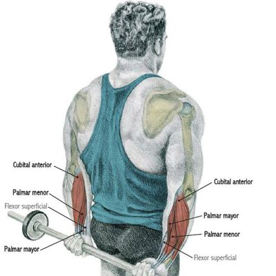 Curl con Barra by Aldo Mora - Ejercicio Cómo hacerlo - Skimble