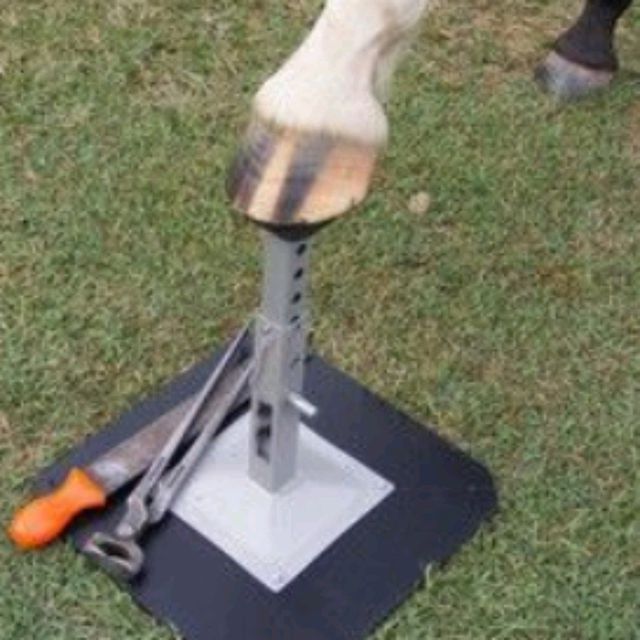 Prince Hoof Stand by Mara G. - Exercise How-to - Skimble