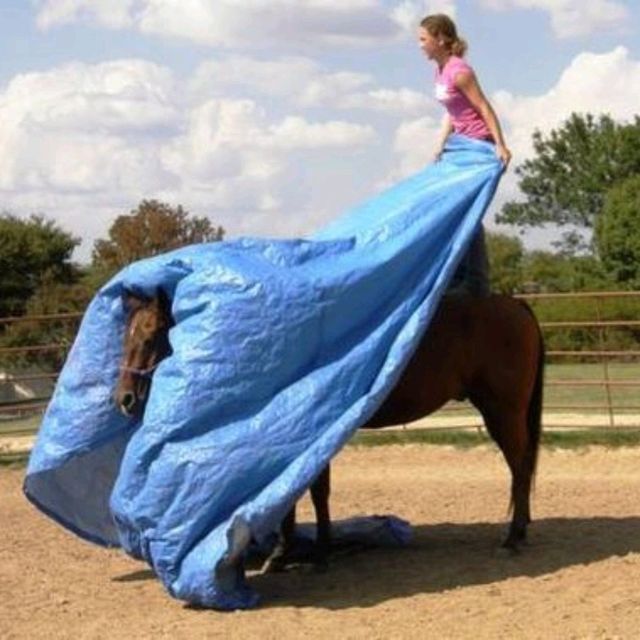 Prince Tarp Mat 1 2 Advanced by Mara A. - Exercise How-to - Skimble