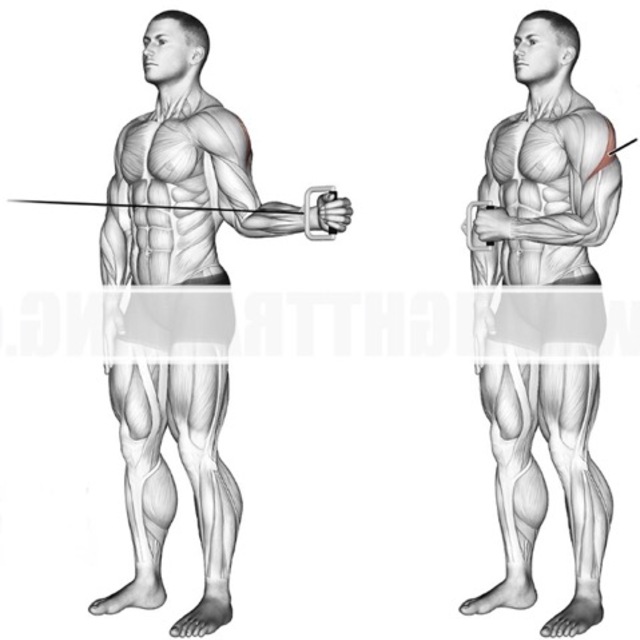 Cable Rotator Cuff Low (left Side) by Elliott Konieczka - Exercise How ...