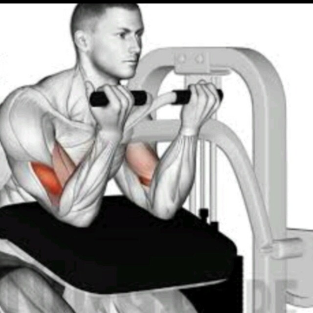 Machine Preacher Curl by David Morgan - Exercise How-to - Skimble
