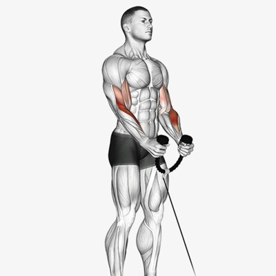 Rope bicep curl store