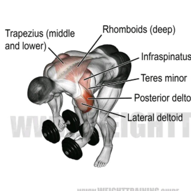 Bent Over Fly by Andrew Spear - Exercise How-to - Skimble