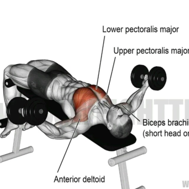 Decline Bench Fly por 𝔻𝕖𝕤𝕖𝕣𝕥 𝔽𝕠𝕩🦊 🌟 - Ejercicio Cómo hacerlo - Skimble