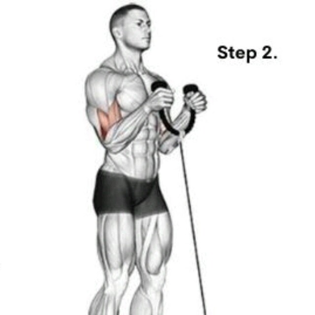 Cable Hammer Curl by Martel Berry - Exercise How-to - Skimble