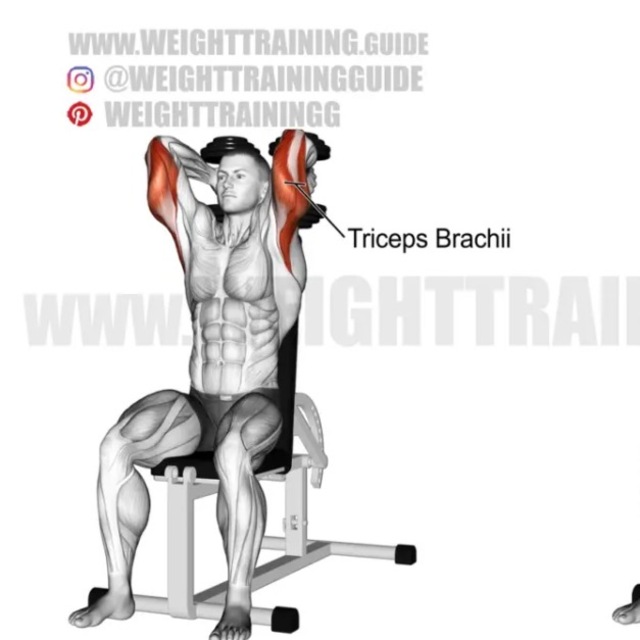 Seated Tricep Extension by Steve Korn - Exercise How-to - Skimble