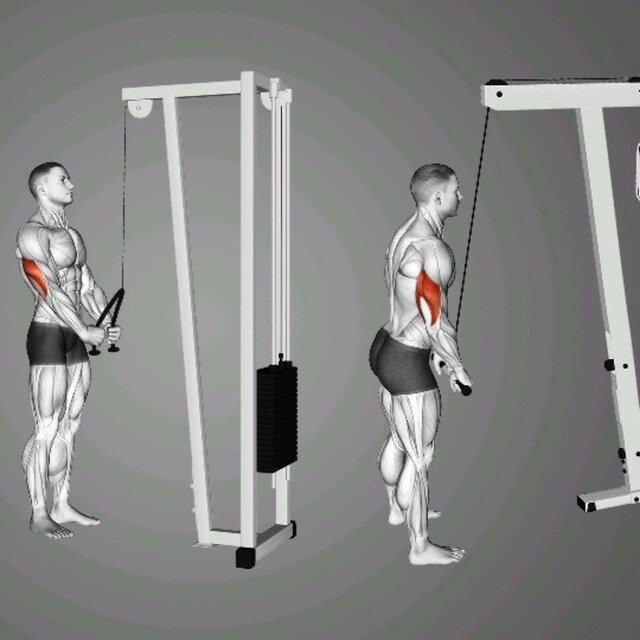 Pulley tricep extension by M P - Exercise How-to - Skimble