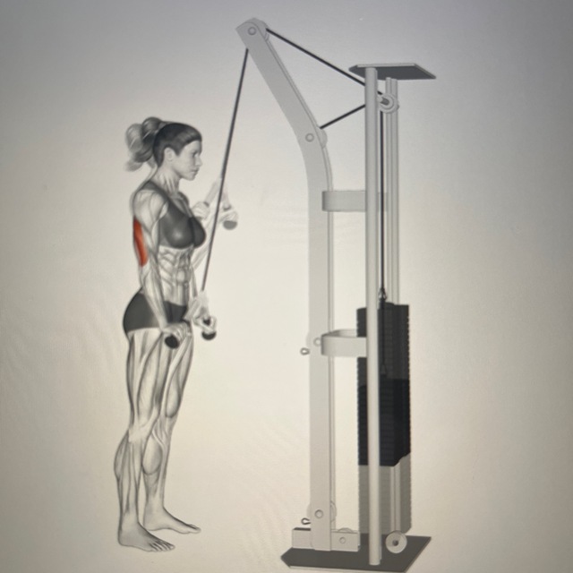 Tricep Push Down By Stacey S Exercise How To Skimble