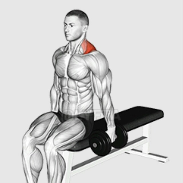 Seated Dumbell Shrugs by Kendall Moore - Exercise How-to - Skimble