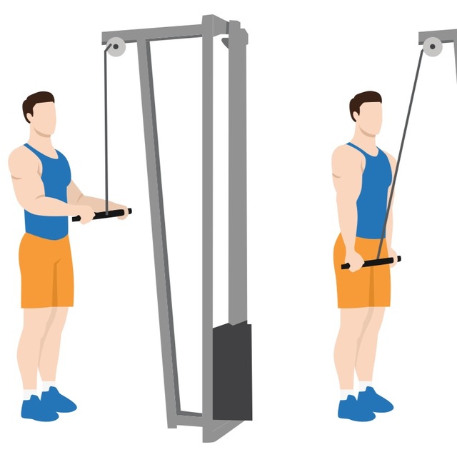 Tricep (Straight Bar) Pushdown by Omar Reyes - Exercise How-to - Skimble
