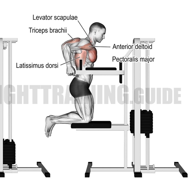 Assisted Dip Machine by Omar Reyes - Exercise How-to - Skimble