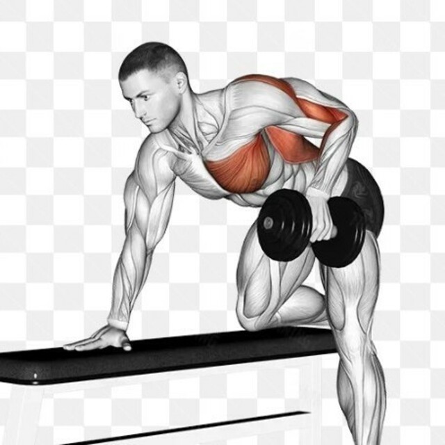 Single Arm Dumbbell Rows On Bench Left by Kagey A - Exercise How-to ...