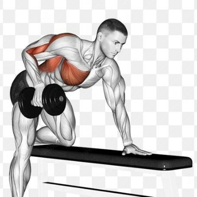 Single Arm Dumbbell Rows On Bench Right by Kagey A - Exercise How-to ...