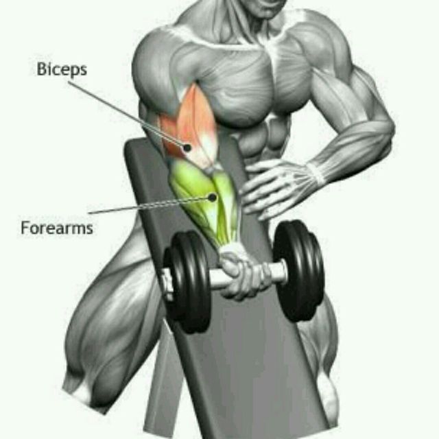 Bicep Crash by Samuel A. - Exercise How-to - Skimble