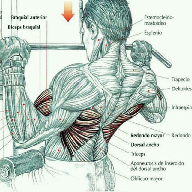 Polea Al Pecho by Juan Diego F. - Ejercicio Cómo hacerlo - Skimble